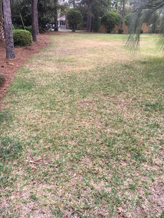 WHY IS MY GRASS LOOKING BAD RIGHT NOW? - Father and Son Pest and Lawn ...